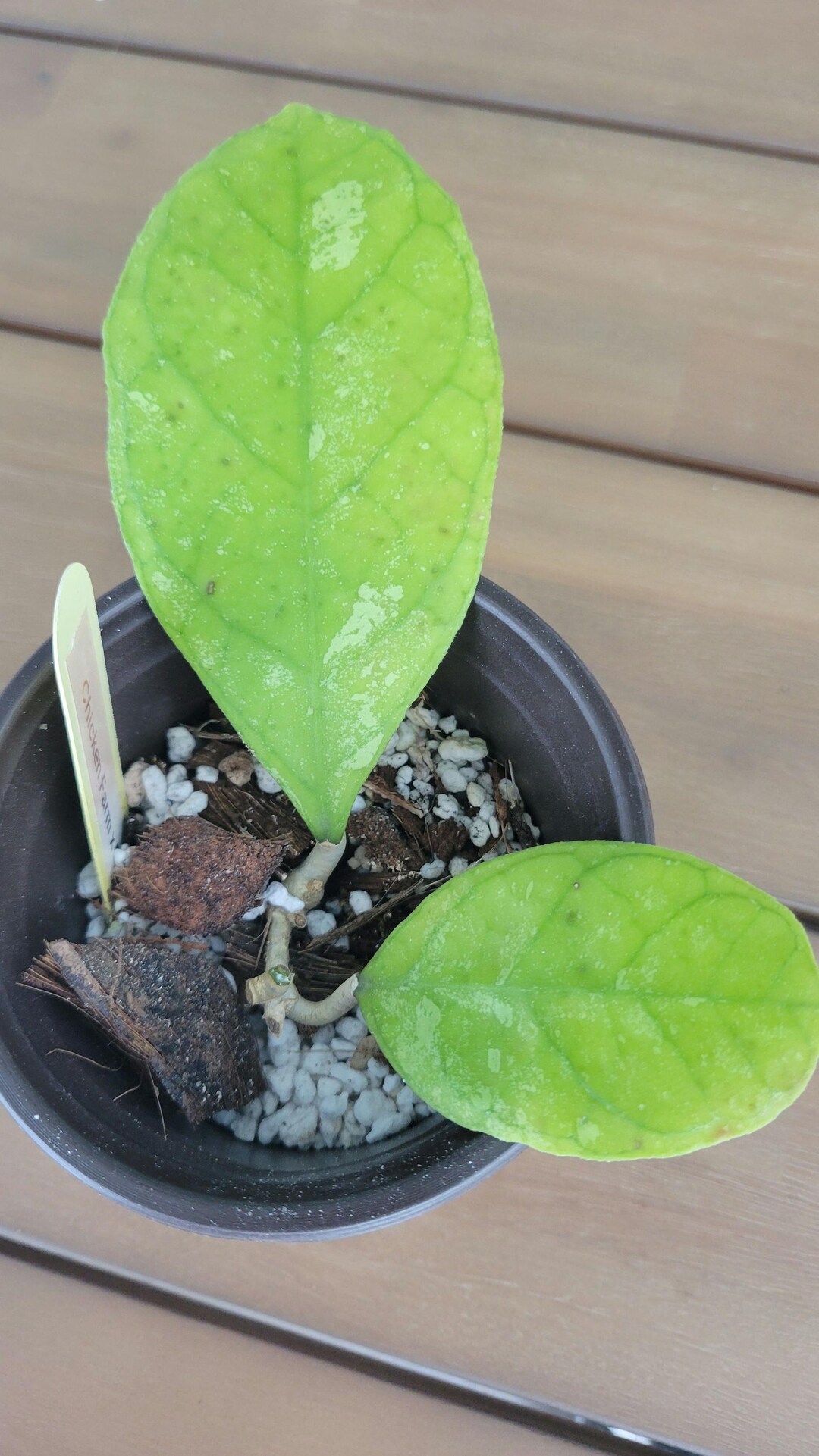 Hoya Deykeae X Hoya ‘chicken Farm’, Live Plant, Free Shipping, 4"pot - Etsy