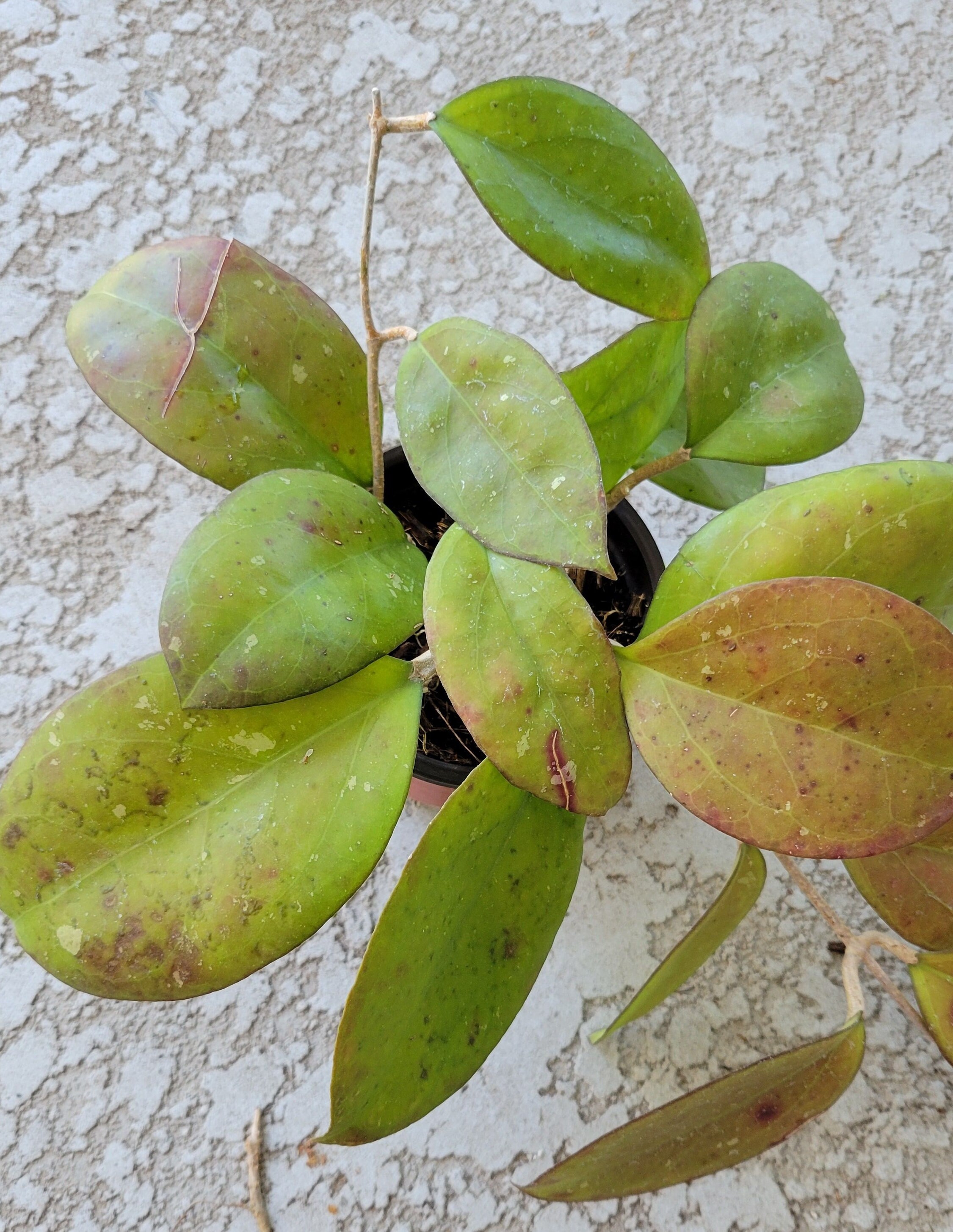Hoya Joy Exact Plant Rooted - Etsy