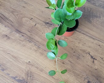 Hoya Australis Ssp. Keysii Easy to Grow Hoya - Etsy