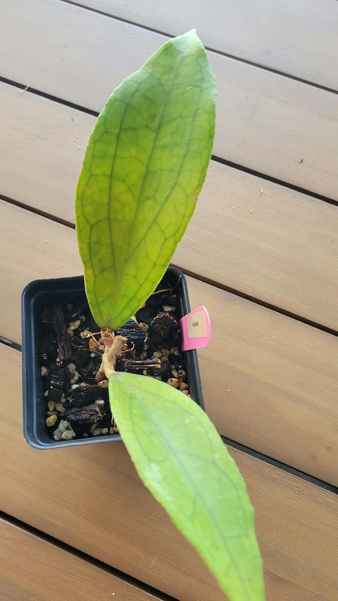 Hoya Jennifer | Exact Plant - Etsy