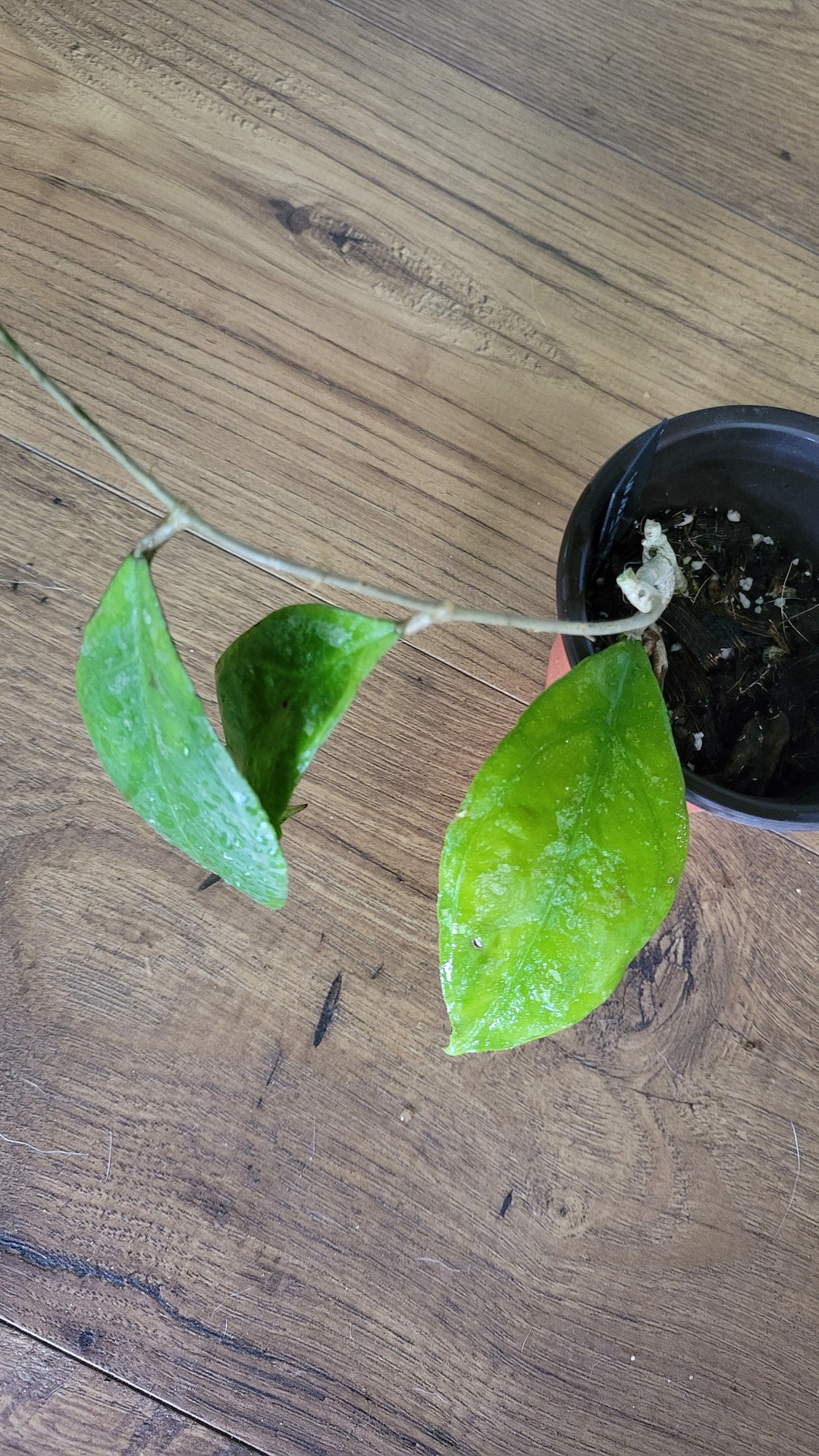 Hoya Chicken Farm / 4" Potted Plant / Rooted / New Growth / Exact Plant ...