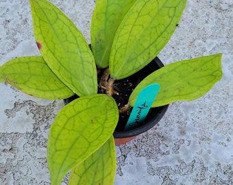 Hoya Jennifer / Big Leaves/ Beautiful Venation / Shipped in 4 Pots ...
