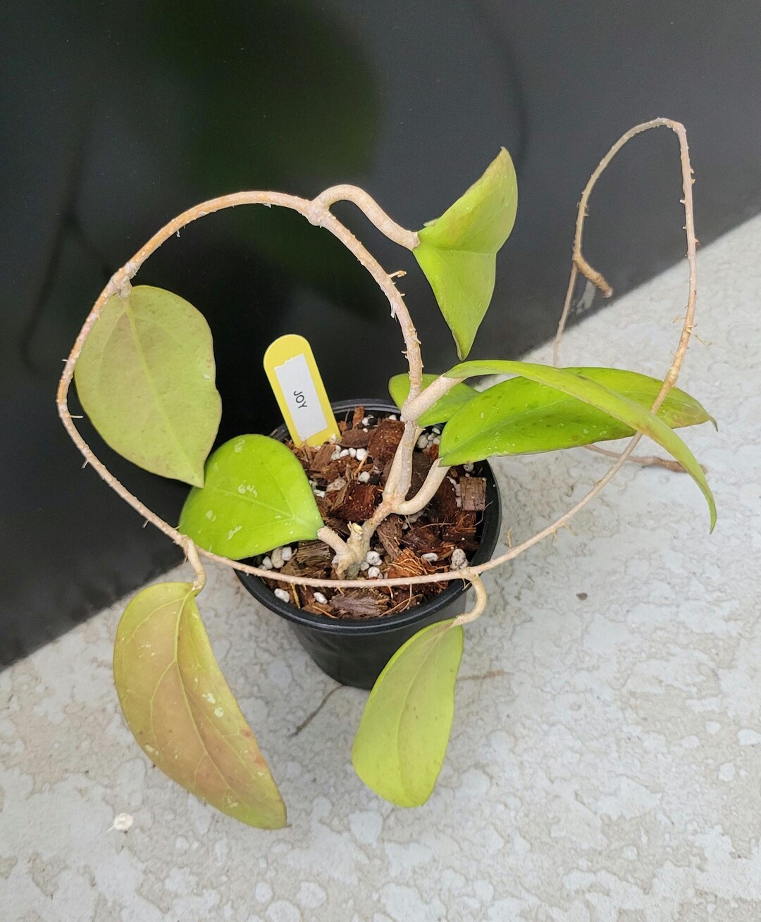 Hoya Joy Exact Plant Rooted, Peduncle - Etsy