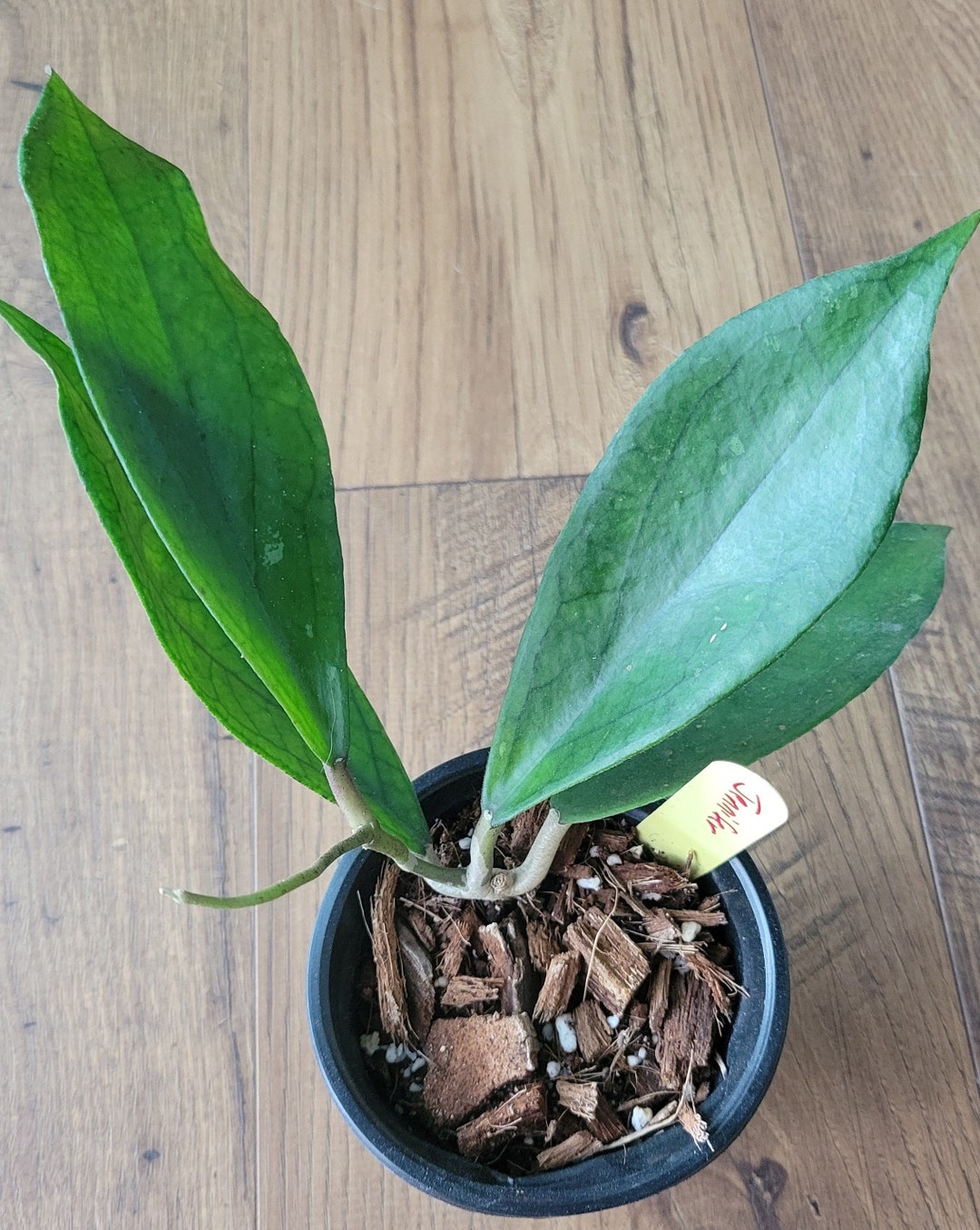 Hoya Jennifer Exact Plant - Etsy