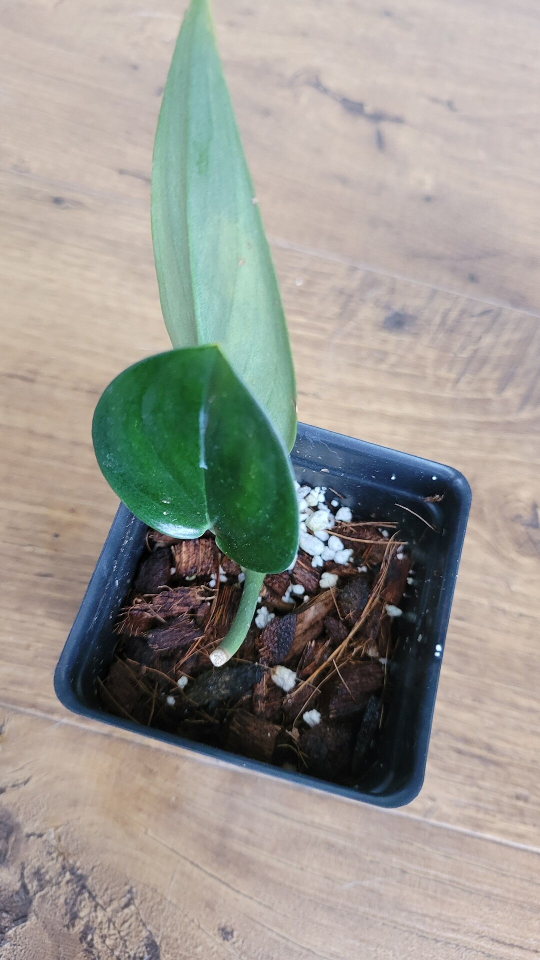 Dark Form Scindapsus Exact Plant US Seller - Etsy