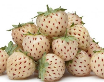 Pineapple Crush White Alpine Strawberry Fraise Des Bois Premium Seed ...