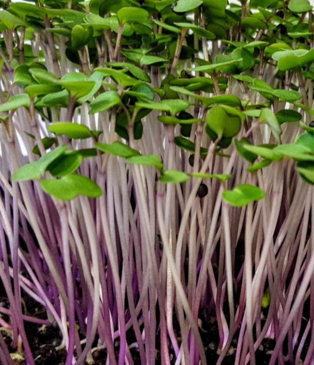 Red Russian Kale - Microgreen - Sprouting - Non GMO - Heirloom- Seeds ...