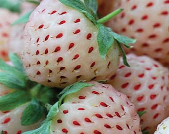 Pineapple Crush White Alpine Strawberry Fraise Des Bois Premium Seed ...