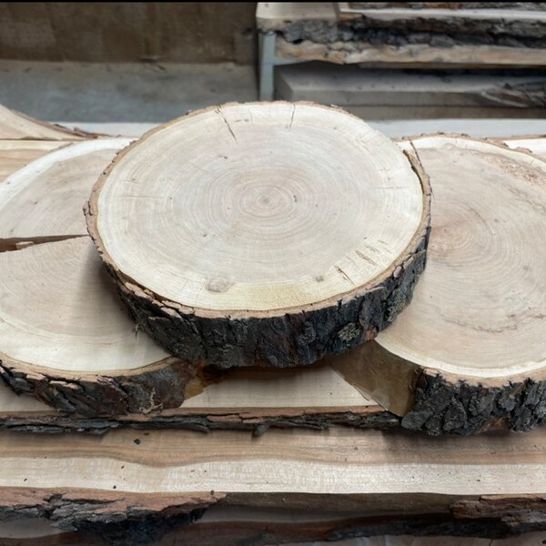Tree Slices - Etsy