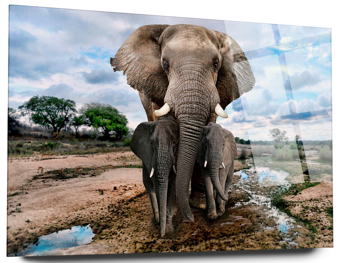 Animals Tempered Acrylic Glass Wall Décor Art Decoration for Home or ...