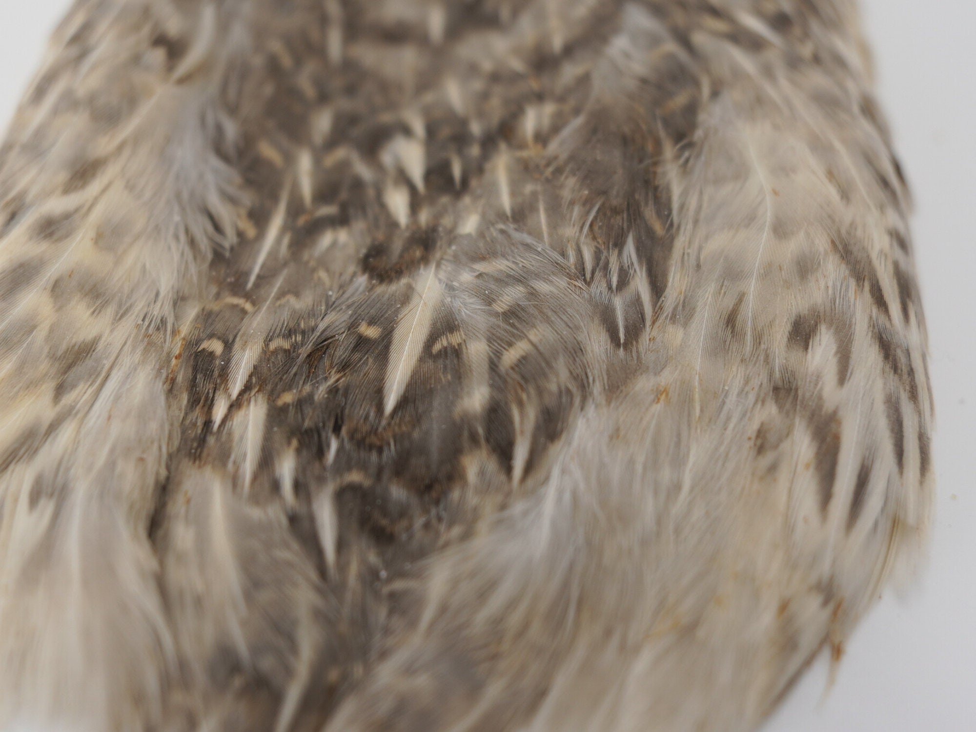 2 Quail Pelts Crafting Fly Tying Home Decor - Etsy