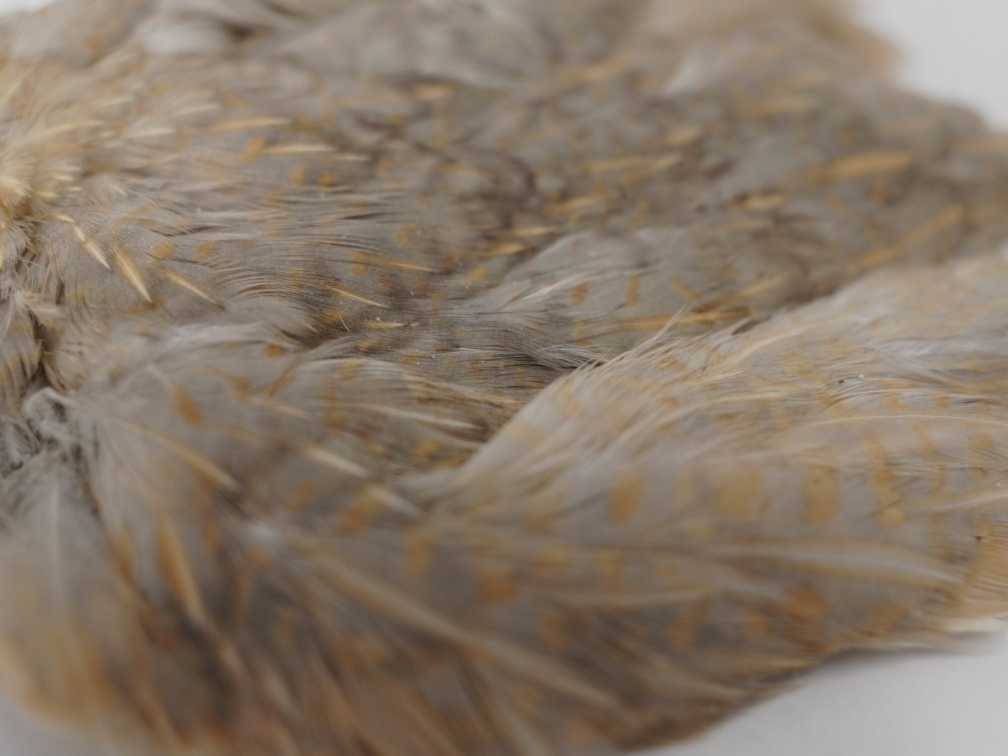 2 Quail Pelts Crafting Fly Tying Home Decor - Etsy