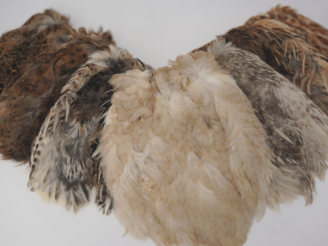 2 Quail Pelts Crafting Fly Tying Home Decor - Etsy