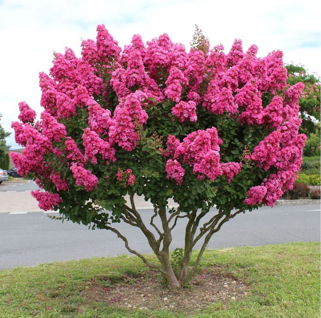 Lagerstroemia Indica Seeds 20 Organic Seeds Grow the Magic of the ...