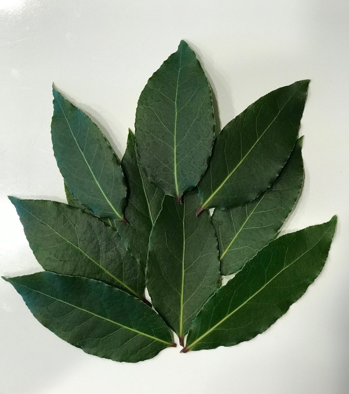 Organic Bay Leaf Bay Leaves Spices Cooking. Qty. of 20. - Etsy