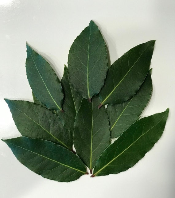 Organic Bay Leaf Bay Leaves Spices Cooking - Etsy