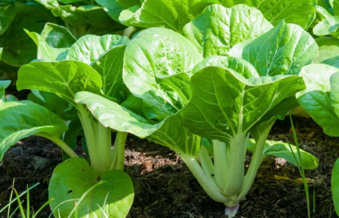 Filipino Pechay Seeds 20 - Etsy