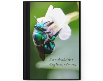 Rare XL Green Metallic Orchid Bee Framed Taxidermy Euglossa Species - Etsy