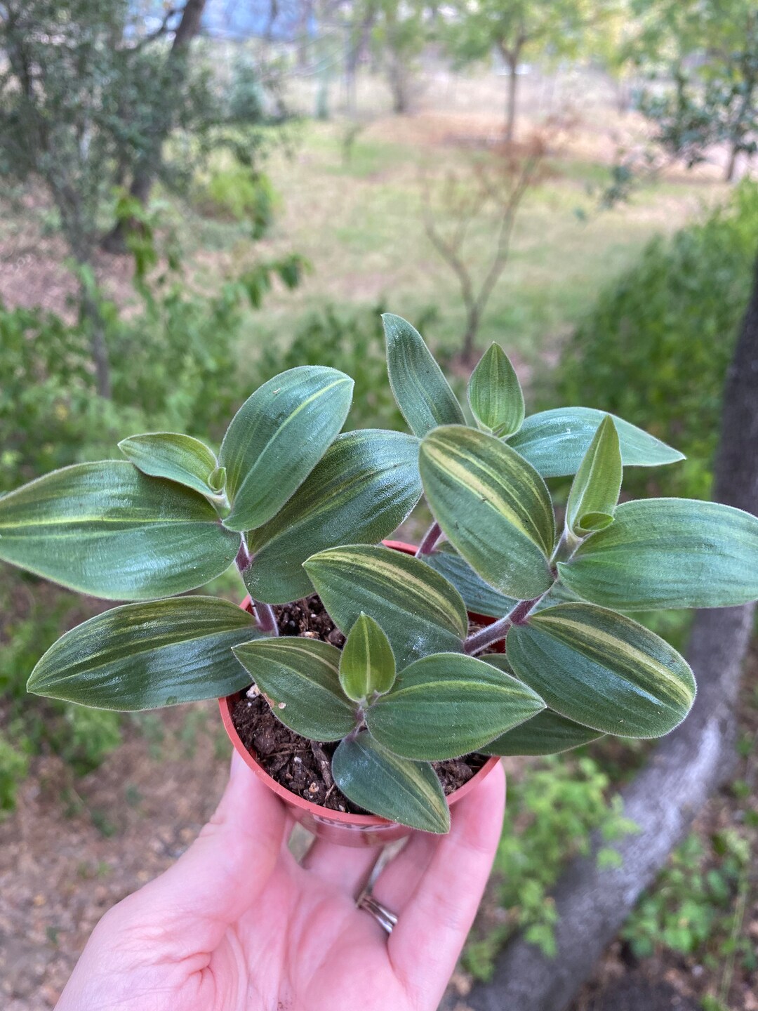 Variegated Baby Bunny Bellies Tradescantia CHRYSOPHYLLA - Etsy