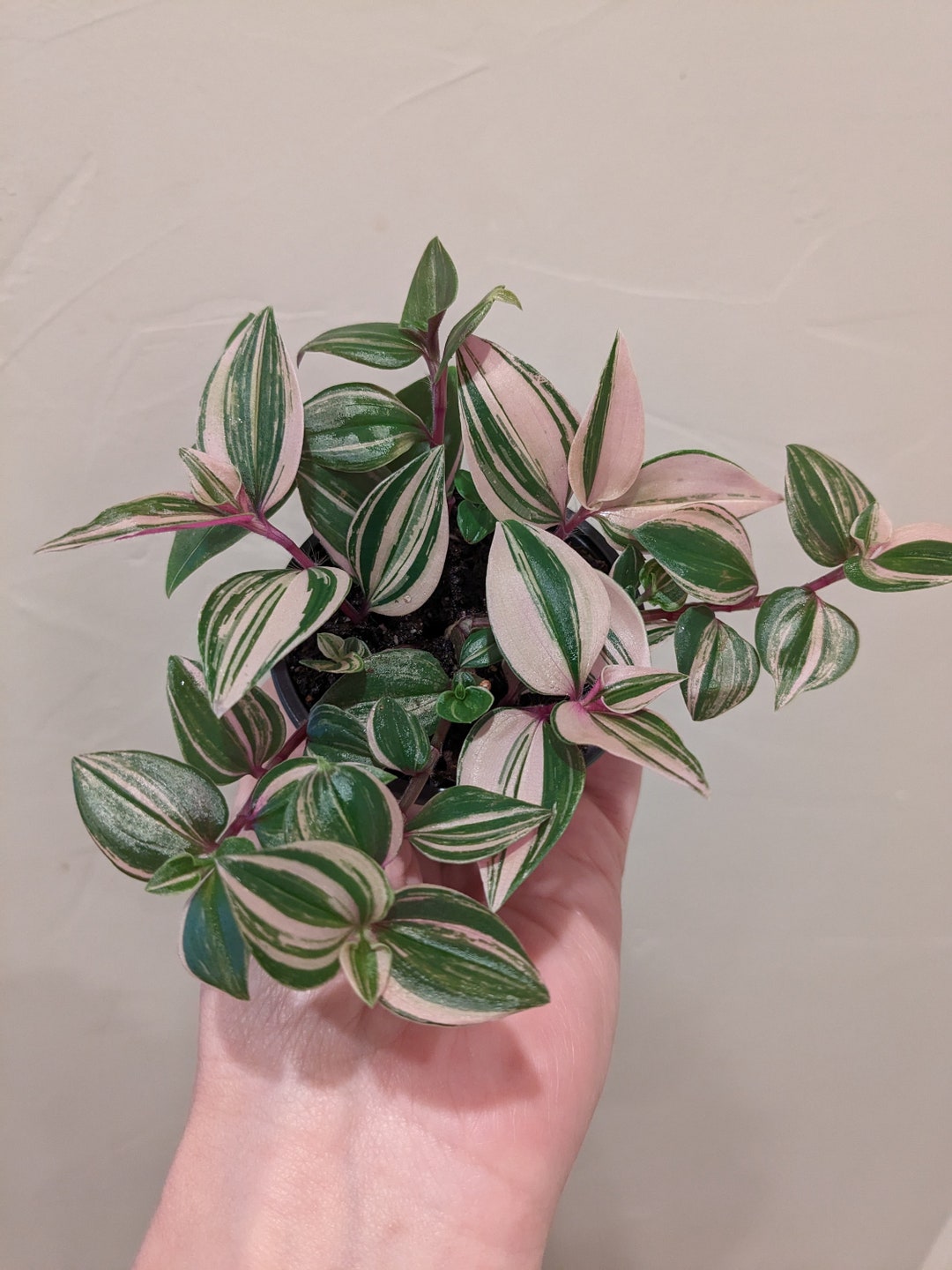 Tradescantia Mundula Lisa Tricolor Pink Princess Rainbow - Etsy