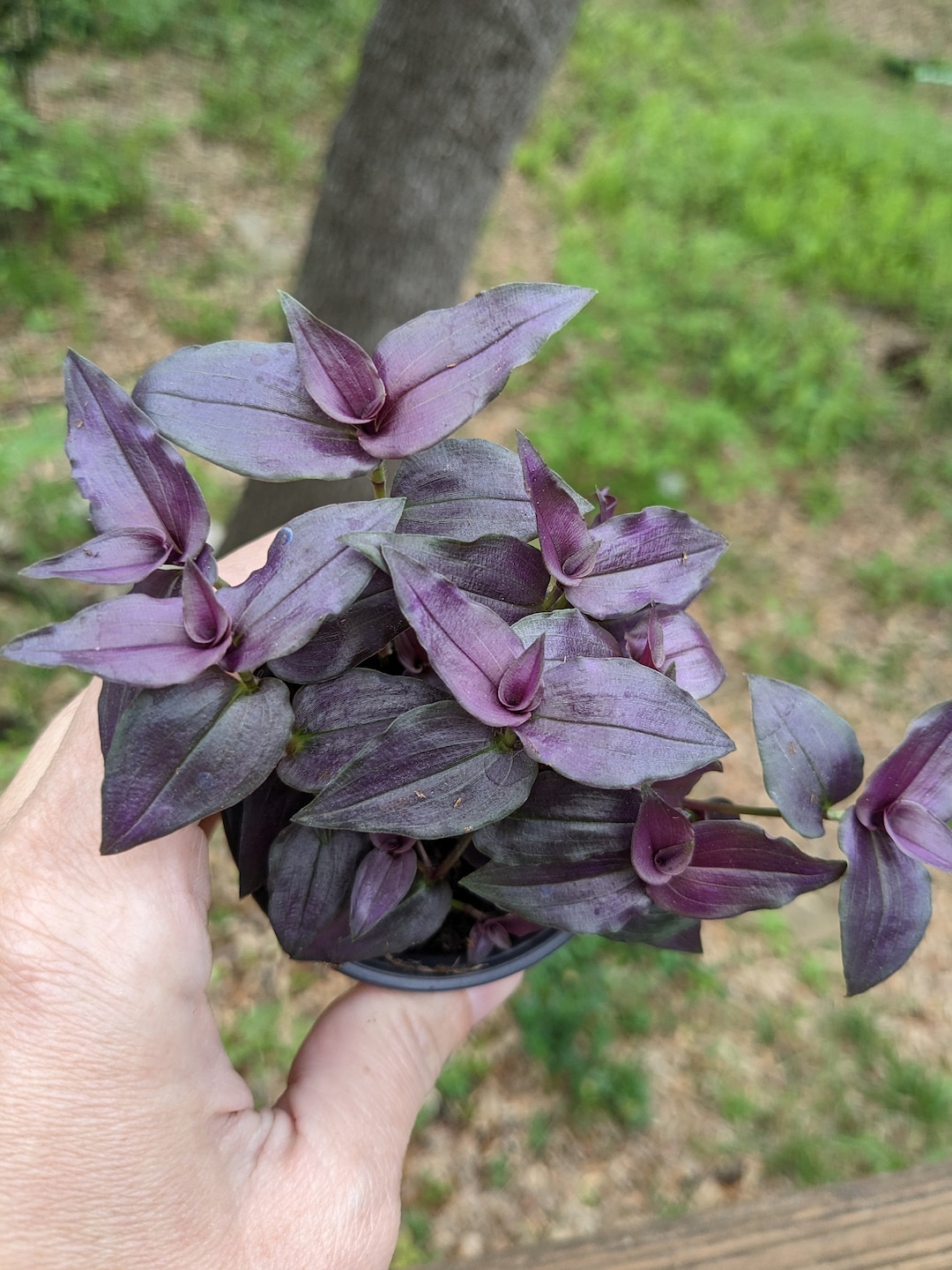 Purple Tahitian Bridal Veil Tradescantia - Etsy