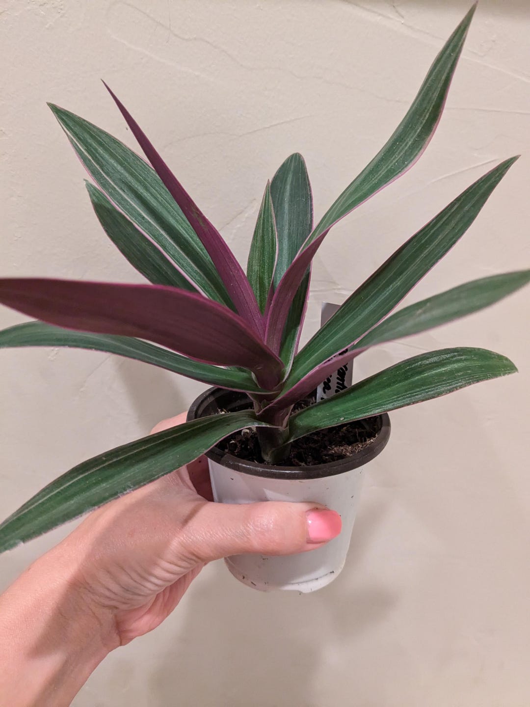Tradescantia Spathacea Roheo Tricolor Boat Lily Moses in the Cradle ...