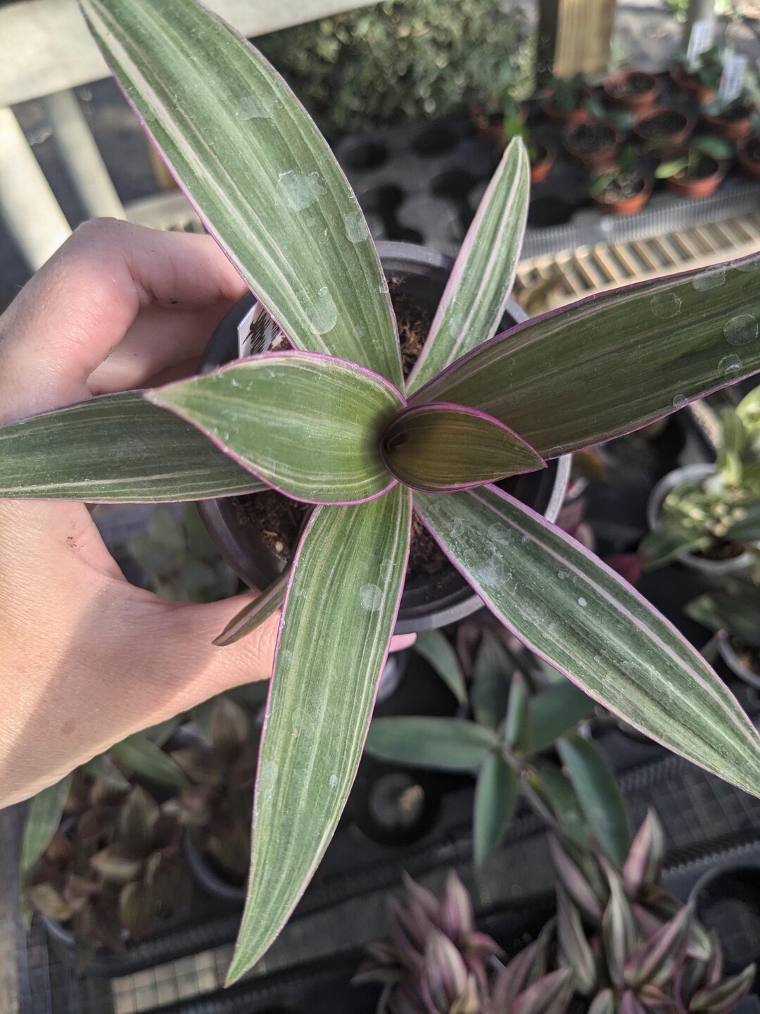 Tradescantia Spathacea Roheo Tricolor Boat Lily Moses in the Cradle ...