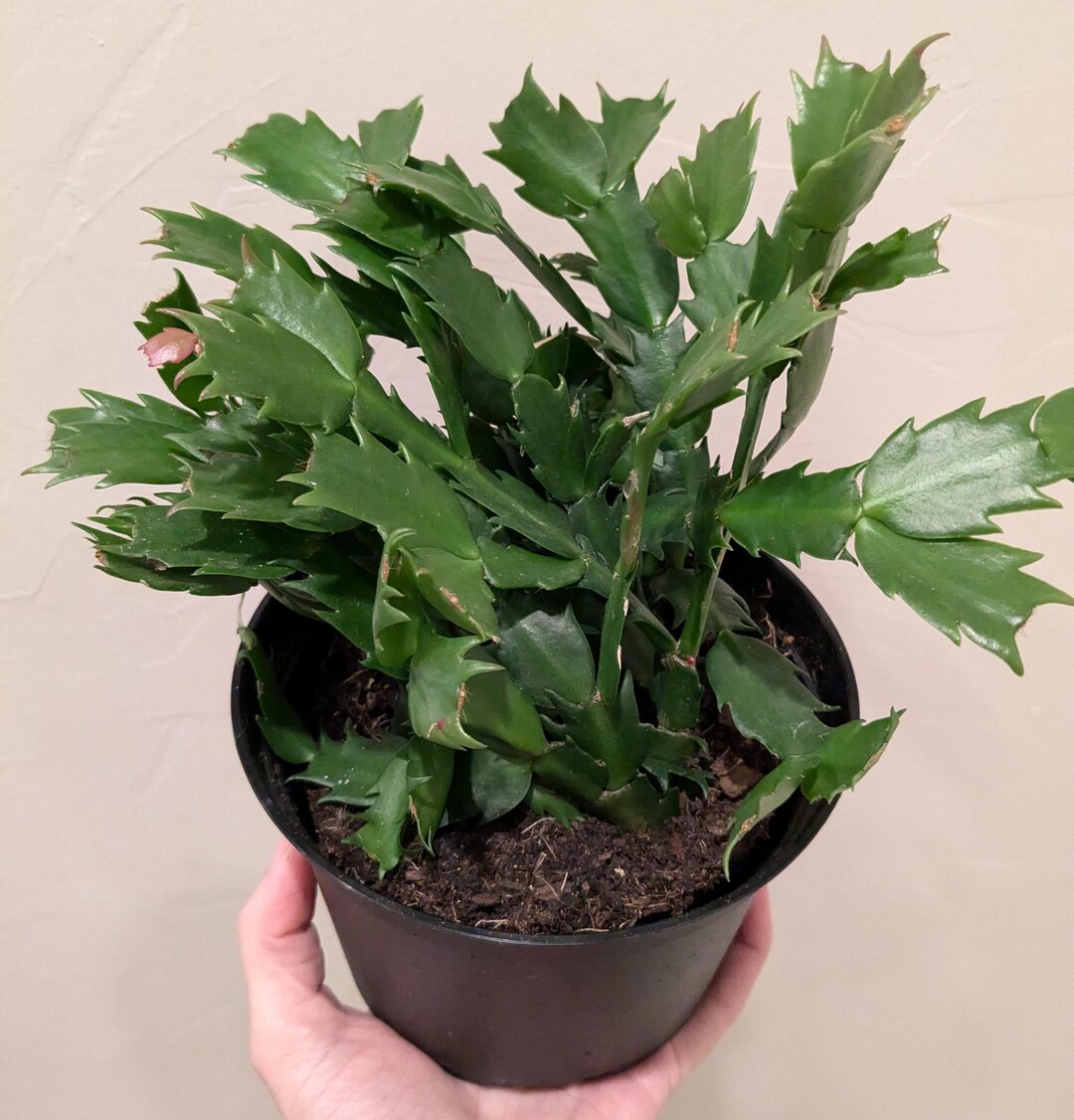 Thanksgiving Cactus 6" Christmas Cactus Zygo Cactus Mystery Color Not ...