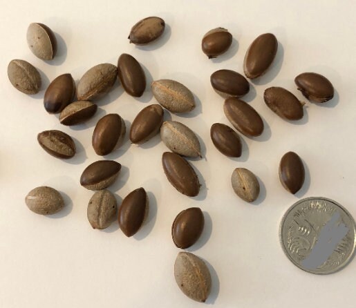 Miracle Berry Seeds - Etsy Australia