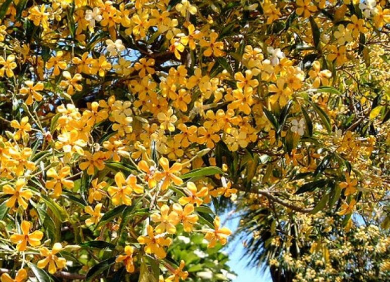 Native Frangipani Seed Mix - Lovely Flowers Scented Tree Seeds Plumeria ...