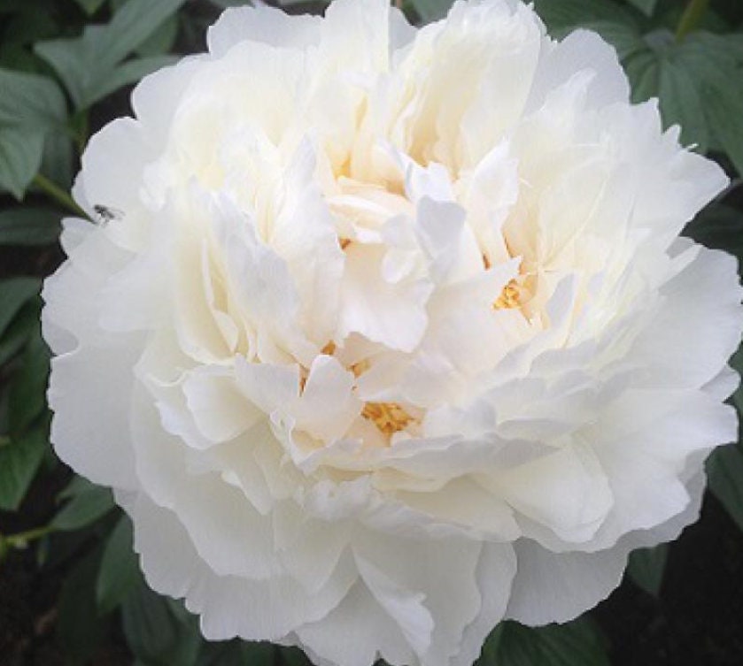 Poppy Double Cream Seeds - Peony Style - Etsy Australia