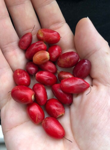 Miracle Berry Seeds - Etsy Australia