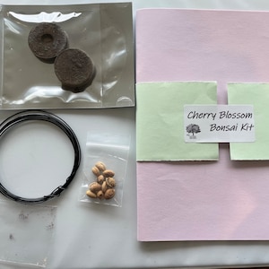 Cherry Blossom Bonsai Tree Starter Kit - Feng Shui - Seeds - Etsy Australia