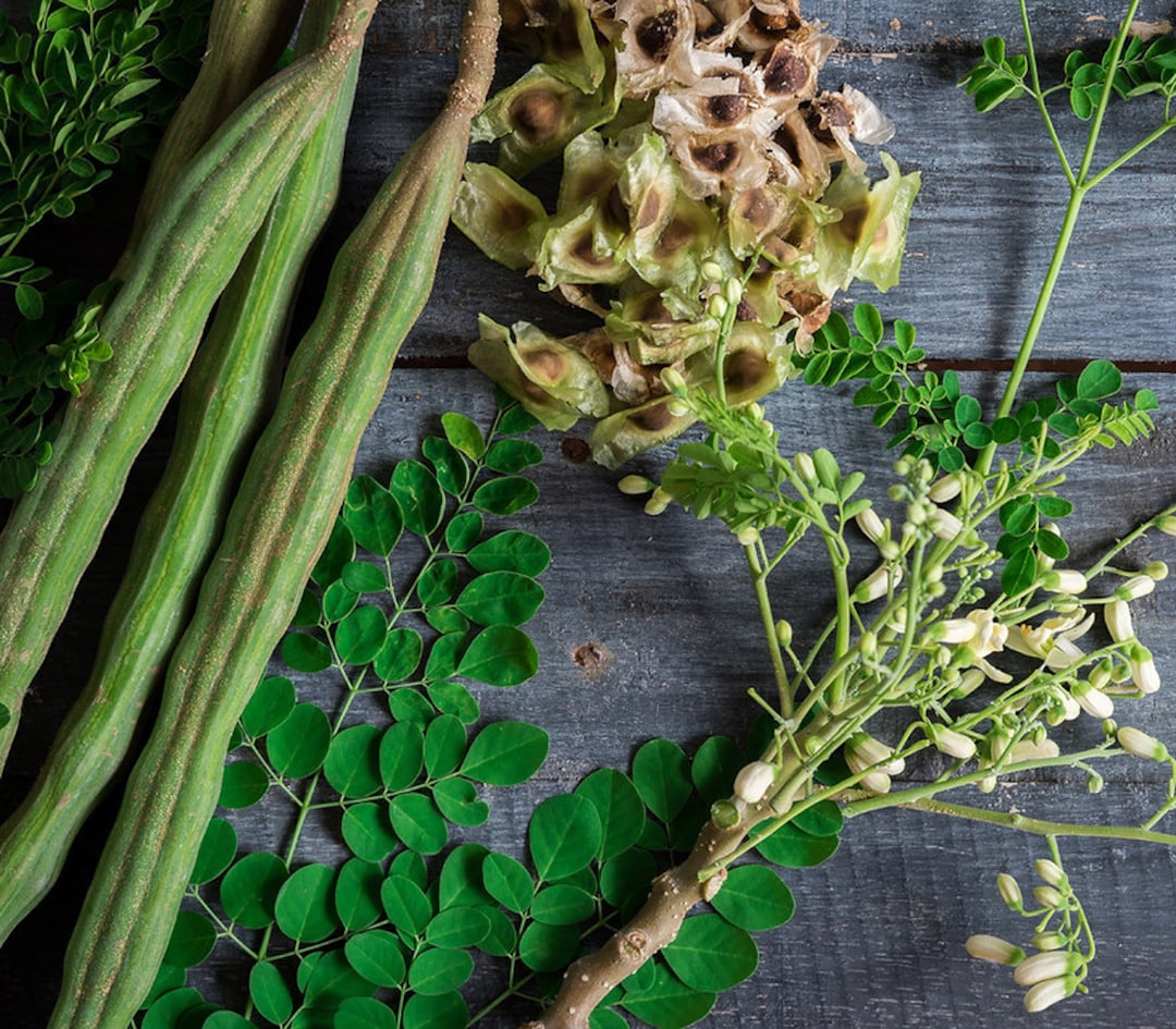 Moringa Oleifera / Tree Seeds - Etsy Australia
