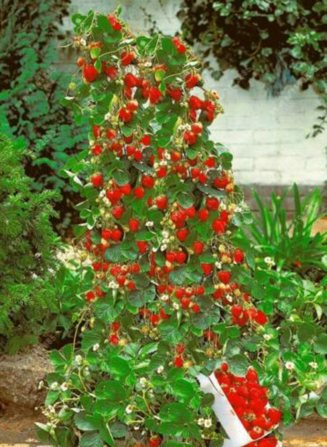 Climbing Strawberry Seeds Pack - Rareseeds - Climbing Plants Kit - Easy ...