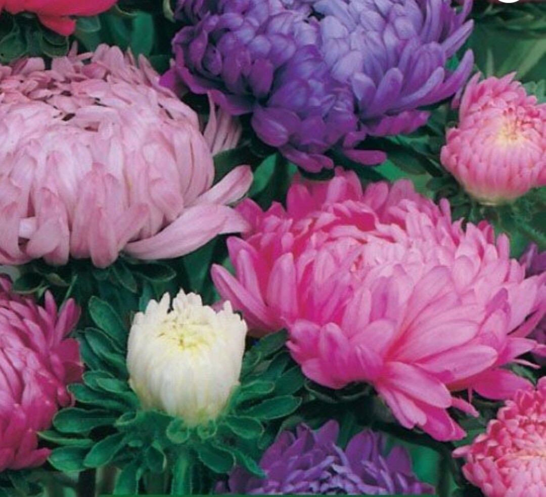 Beautiful Aster Duchess Seeds – Mixed Variety Garden Seed - Etsy Australia