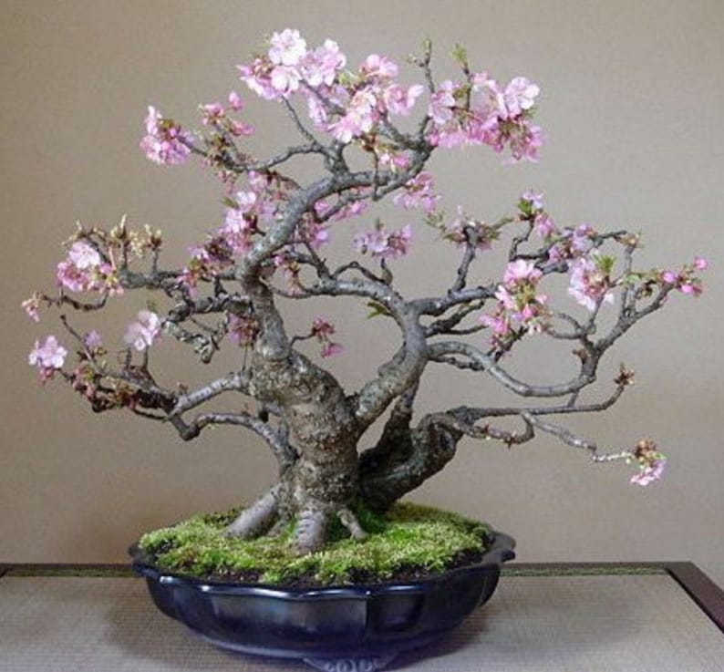 Cherry Blossom Bonsai Tree Starter Kit - Feng Shui - Seeds - Etsy Australia
