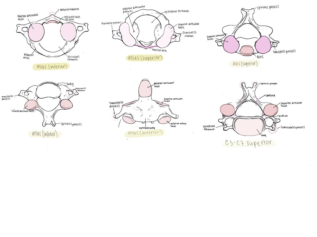 Labeled Bone Markings / Anatomical Guide / Bone Anatomy - Etsy