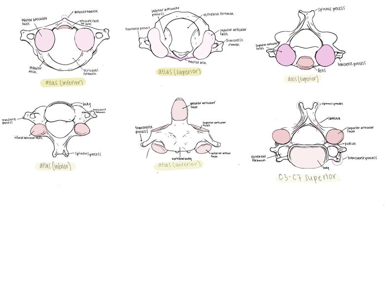 Labeled Bone Markings / Anatomical Guide / Bone Anatomy - Etsy