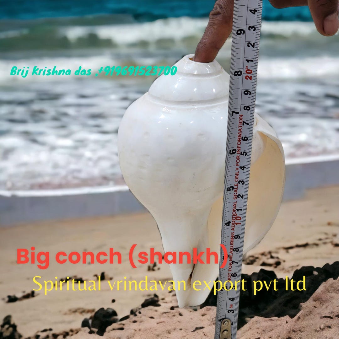 8inch/20cm Big Boiling Conch Shell for Hindu Pooja Ritual , Big Shankh ...