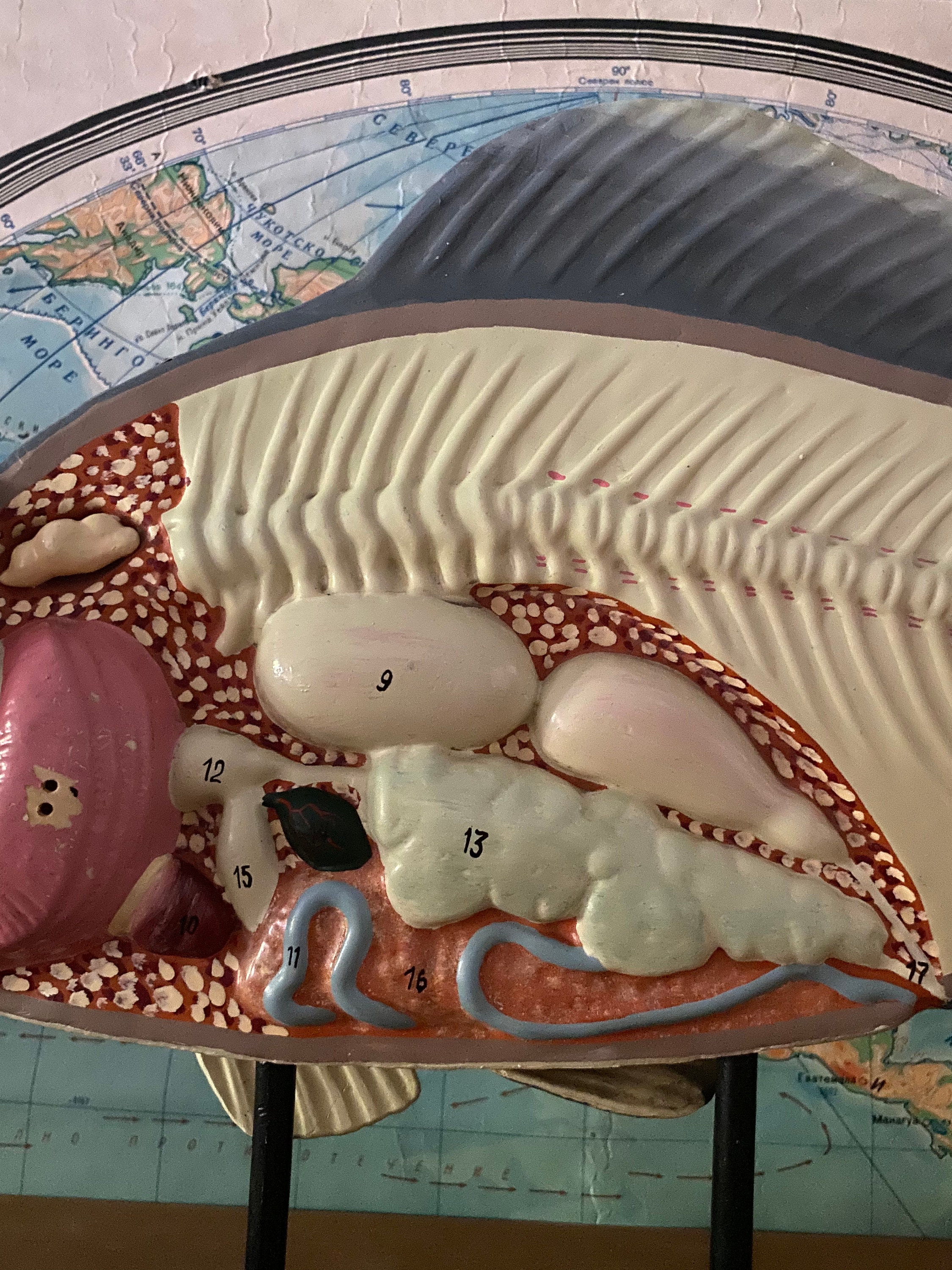 Vintage Anatomical Model Celluloid Model of Fish Carp - Etsy