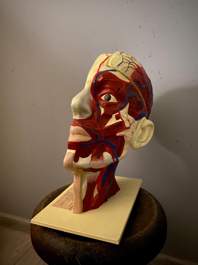 Vintage Anatomical Model of Human Head. Celluloid Model. Rare Retro ...