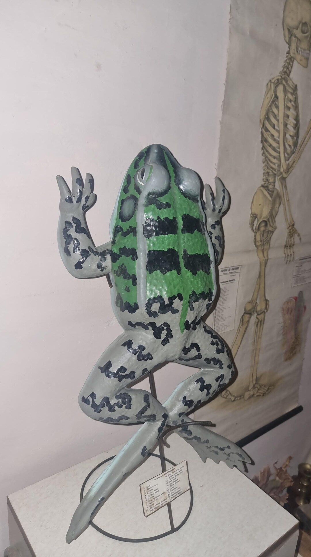 Vintage Celluloid Frog Anatomy Model - Etsy