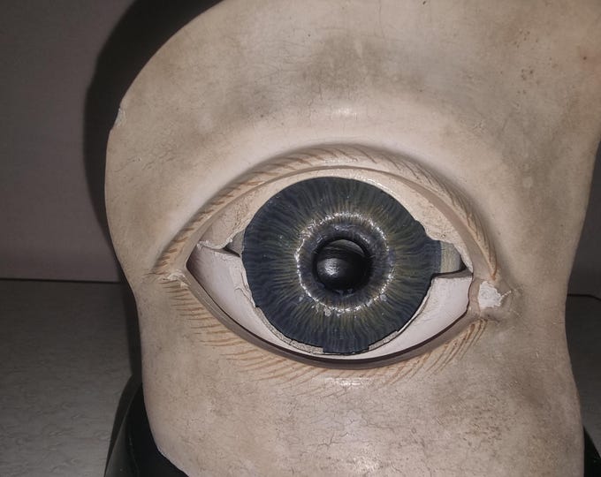 Antique Anatomical Model of a Human Eye - Etsy