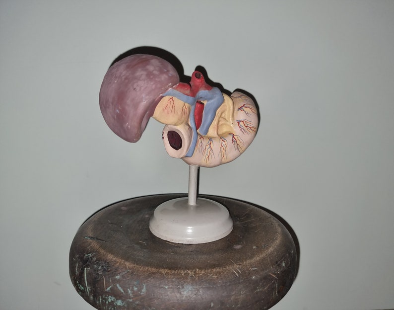 Vintage Anatomy Model of Pancreas - Etsy