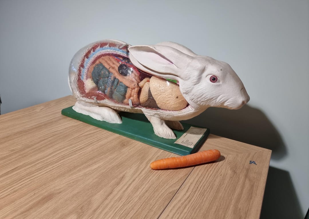 Vintage Anatomical Model of a Rabbit Made of Celluloid - Etsy