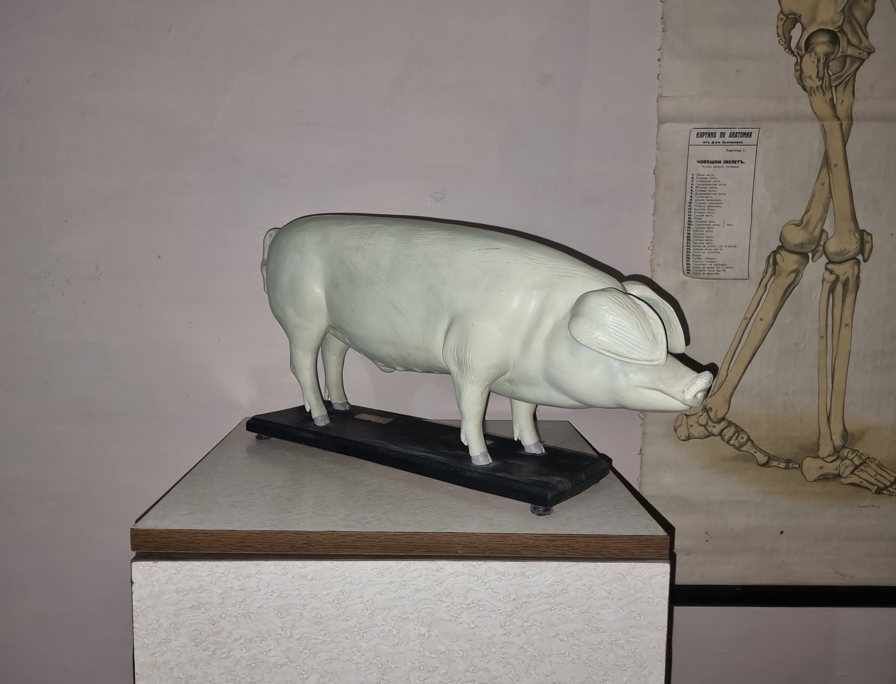 Vintage Didactic Model of a Pig. Retro Celluloid Model. School ...
