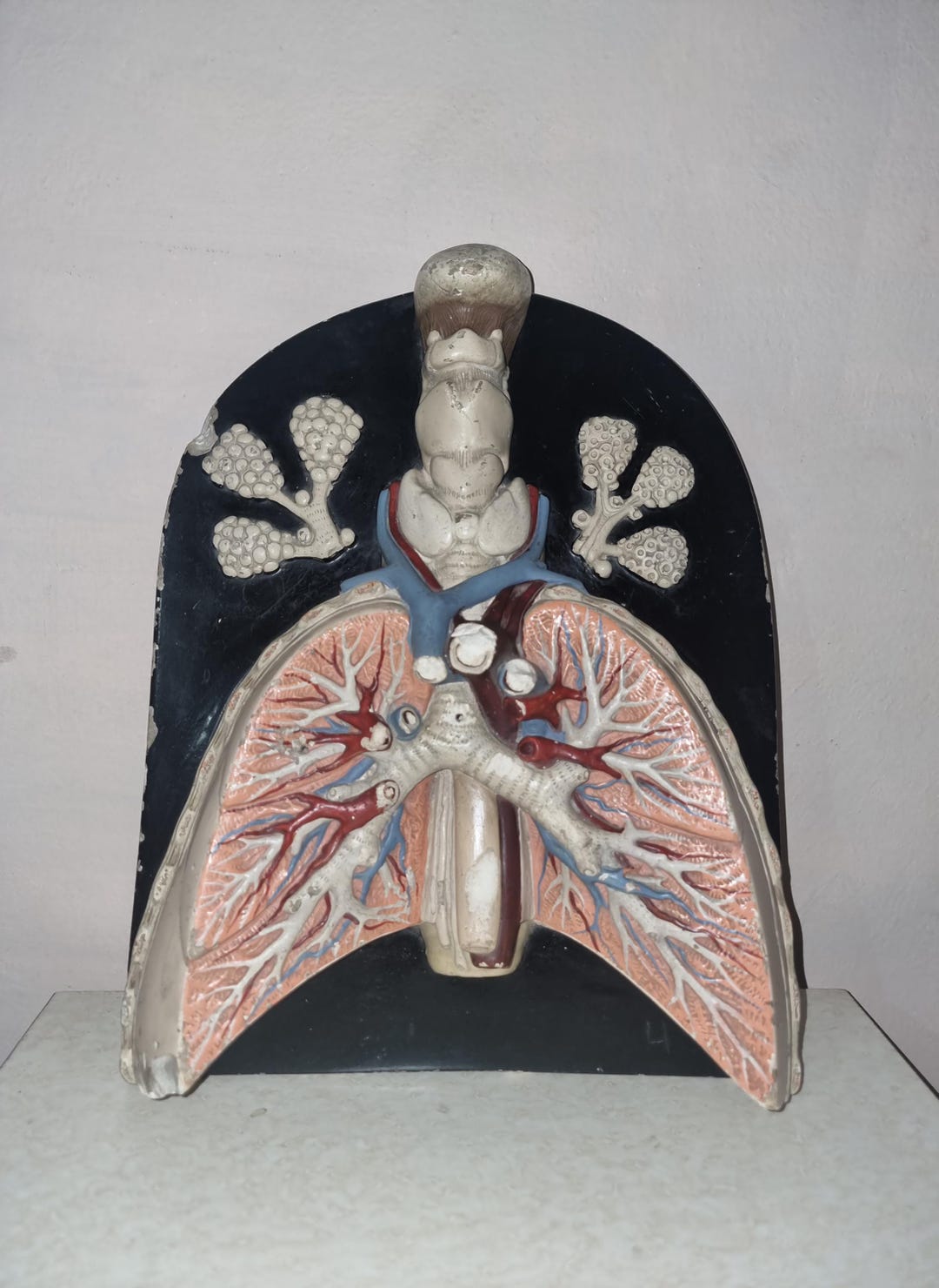 Vintage Anatomy Model - Respiratory System - Etsy