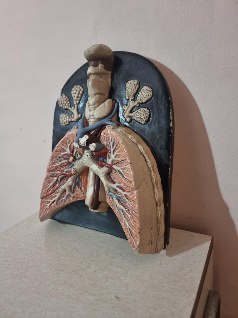 Vintage Anatomy Model - Respiratory System - Etsy