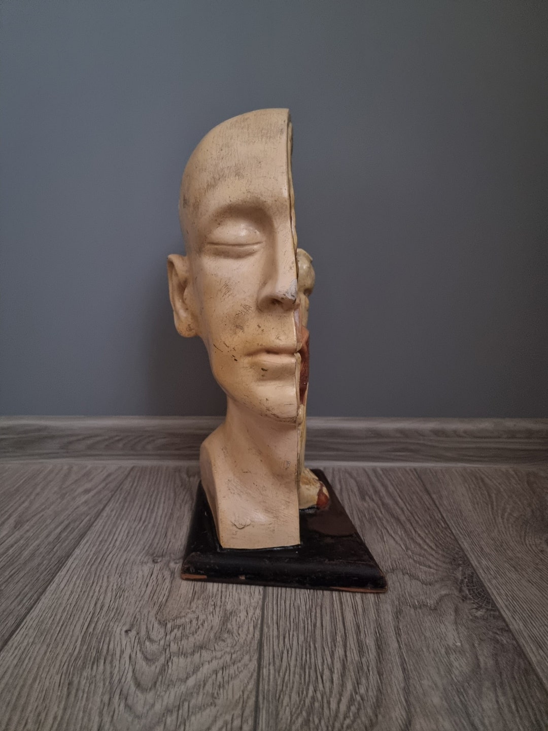 Antique Anatomical Model of a Human Head 1880. Sculpture. Life Sizean ...